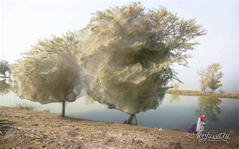 ТОП 12 удивительных вещей созданных самой природой