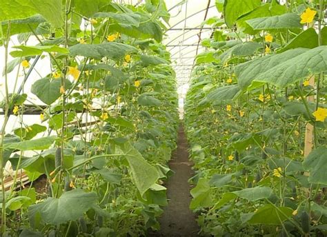 В Ивановской области участники СВО могут получить грант на агробизнес