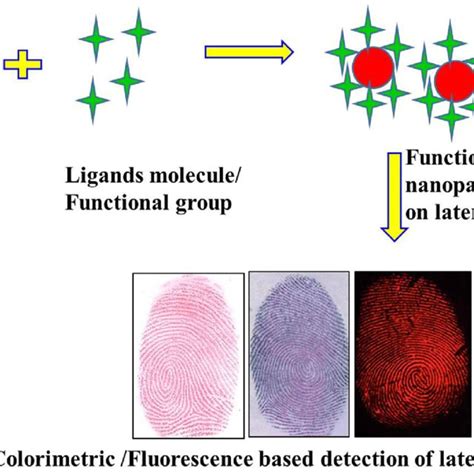 Latent Fingerprint Developed On Various Nonporoussemi Porous Surfaces Download Scientific