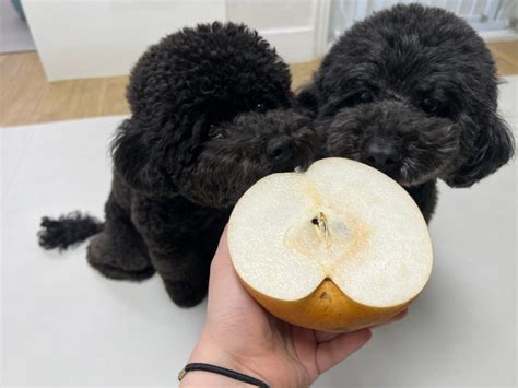 강아지 과일 배 먹어도 될까 급여량 효능과 주의할 점 네이버 블로그