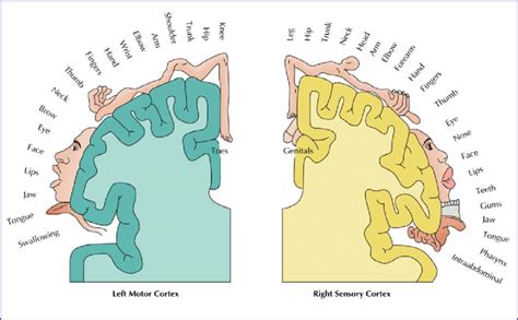 Diagrammatic Representation Of The Somatosensory Mapping To The Cortex