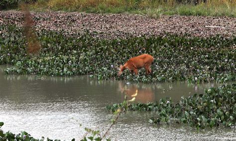 Resiliência Do Pantanal Bioma Se Reinventa Entre Fogo Seca E Cheia