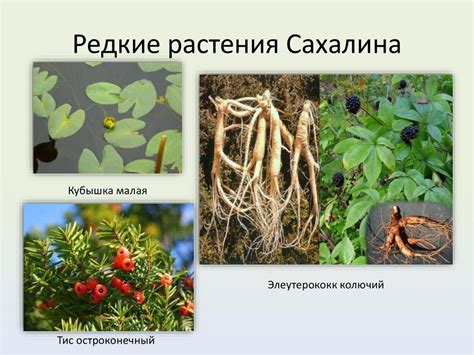 Значение растений в природе и жизни человека Покрытосеменные растения презентация онлайн