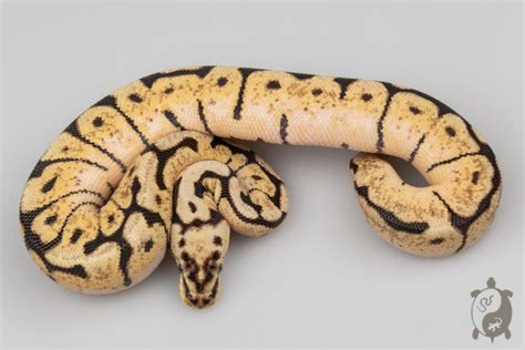 Python Regius Bumblebee