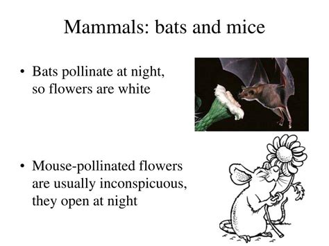 Ppt Lecture 13 Pollination Powerpoint Presentation Free Download