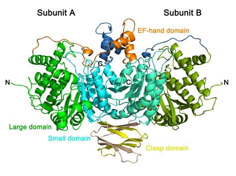 Structure Isocitrate