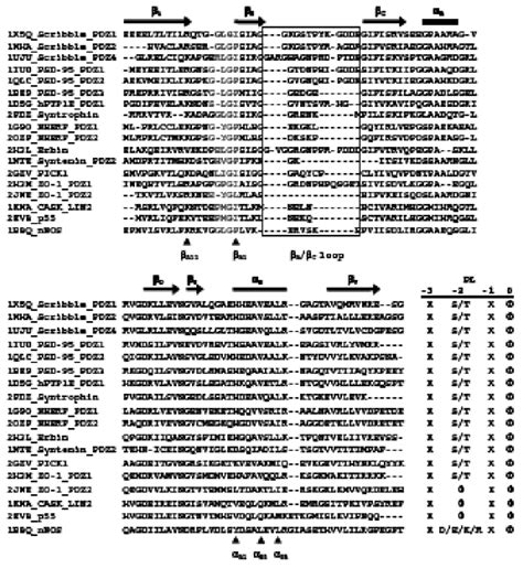 Structure Based Sequence Alignment Of Pdz Proteins Clustal 203 46 Download Scientific