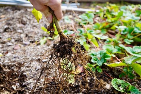 How To Propagate Begonia Maculata Ultimate Guide And Tips Geeky