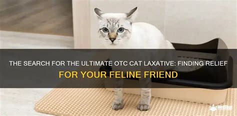 The Search For The Ultimate Otc Cat Laxative Finding Relief For Your Feline Friend Medshun