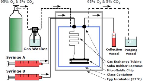Schematic Of The Experimental Setup Used In The PCLS Incubation Download Scientific Diagram
