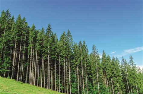 Why Structural Timber Structural Timber Association