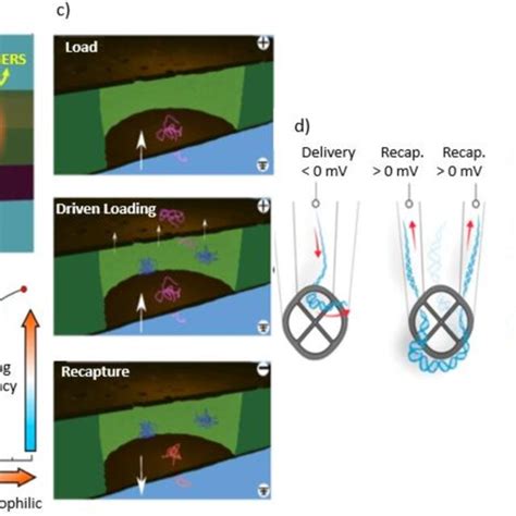 11 A Examples Of Trapping Strategies Reported In Literature Download Scientific Diagram