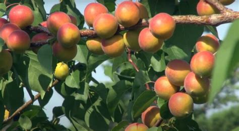 Дачникам розповіли як правильно обрізати абрикос навесні для багатого врожаю Читайте на Ukr Net