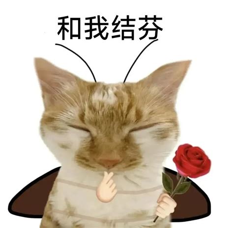 可爱猫咪手持玫瑰闭眼比嘘，上方配文“和我结芬”萌趣十足 好用表情包（一点空气都不给泥）表情包图片动图 求表情网 斗图从此不求人