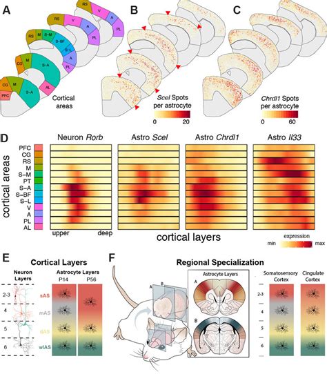 Astrocyte Arealization Across The Cortex A C Single Cell Mapping Of Download Scientific