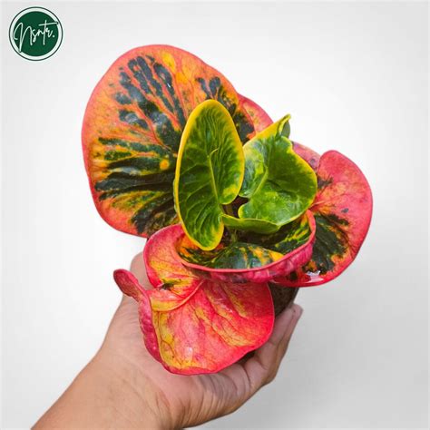 Codiaeum Variegatum Super Red Giant Rare Uniqe Croton Plant Etsy