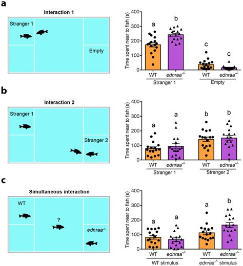 Social Interaction And Discrimination In The Social Preference Test Download Scientific