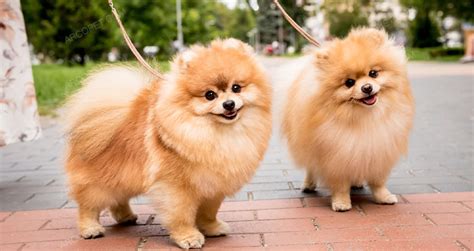 سگ پامرانین؛ معرفی کامل این سگ باهوش و بازیگوش آرکوپت