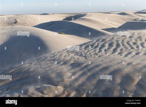 Mexico Baja California Sur Guerrero Negro Sand Dunes Of Dunas De