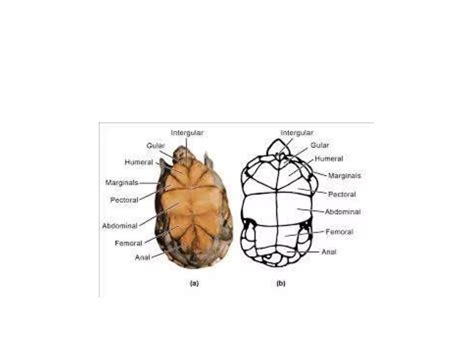 Carapage And Plastron Difference Between Turtle And Tortoise Pptx