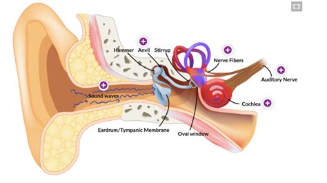 The Ear Psych Diagram Quizlet