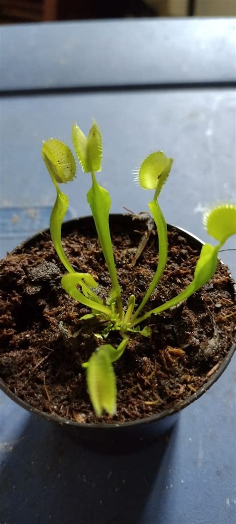 How Do I Speed Up My Venus Flytraps Growth