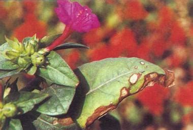 紫茉莉叶斑病 植保 园林网