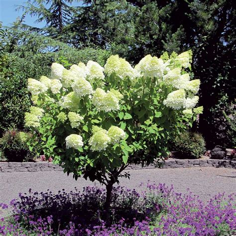 Pee Gee Hydrangea Foothills Nurseries
