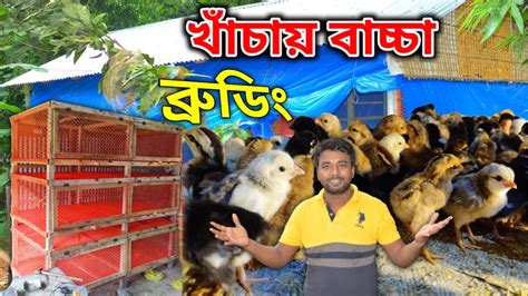 খাঁচায় দেশি মুরগির বাচ্চা ব্রুডিং করে কেমন রেজাল্ট পেলাম দেশি মুরগি পালন পদ্ধতি ।। মায়া বাংলা