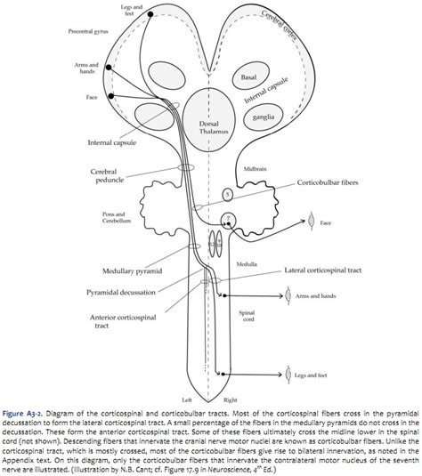 Duke Neurosciences Appendix 3 Corticospinalcorticobulbar Pathways