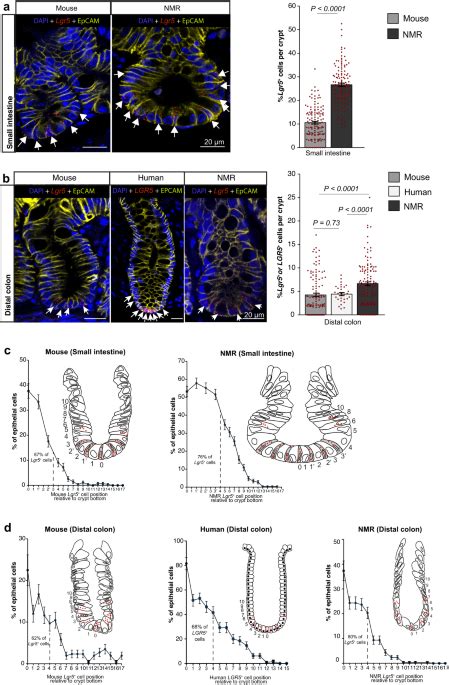 Adult Stem Cell Activity In Naked Mole Rats For Long Term Tissue