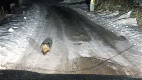 너구리 한마리 몰고 가세요~~~ Youtube