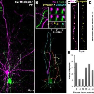 Synaptically Connected PV Interneuron Pyramidal Neuron Pairs At P Download Scientific