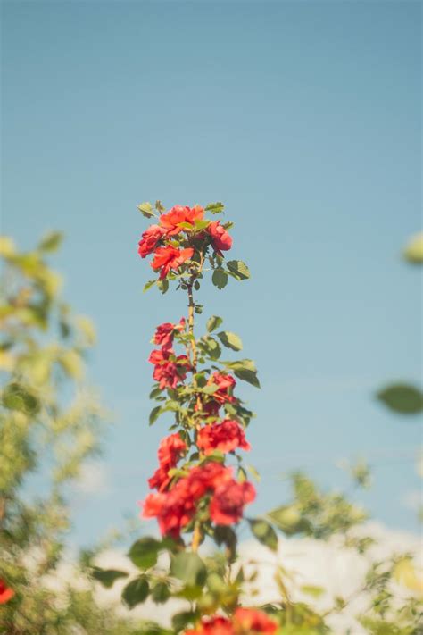 계절 꽃 계절별 꽃 고요한 관상용 식물 꽃이 만발한 부시 꽃이 만발한 정원 녹색 단풍 로즈 부시 맑은 하늘 밝은 꽃 붉은 꽃잎 빨간 장미 생생한 색상