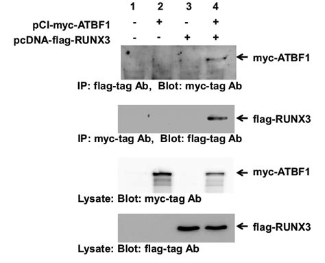 Immunoprecipitation Of Atbf1 And Runx3 Proteins Empty Plasmids Pci