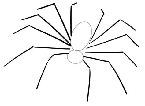 Spider Drawing Learn How To Draw A Remarkable Tarantula