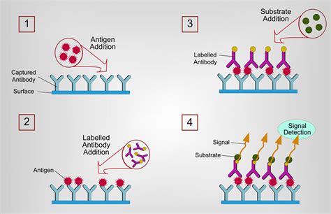 Basic Principles Of Elisa And Tips Creative Diagnostics