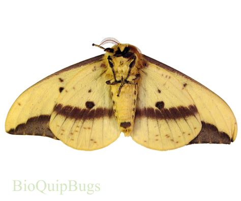 Eacles Oslari Bioquipbugs