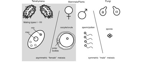 Taxonomic Diversity Of Meiosis In Eukaryotes Animals And Plants