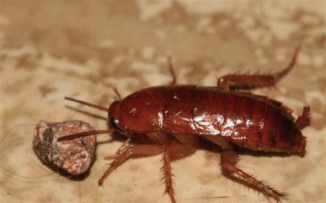 Clerk District Looks To Squash Cockroach Issue At Smithtown Elementary