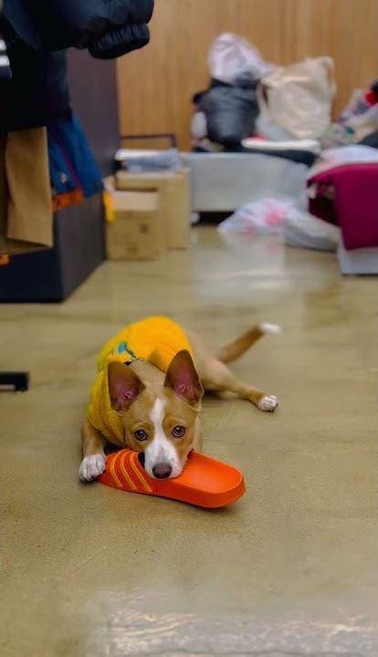 마일즈 마스코트 럭키🐶 Youtube