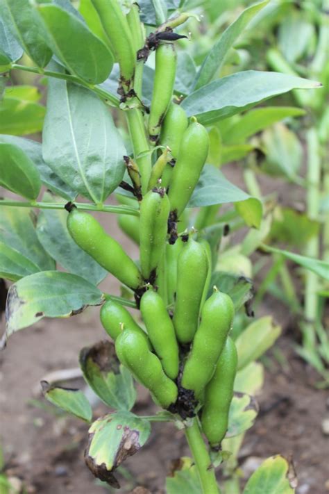 Faba Beans As Protein In Livestock Feed Ontarioca