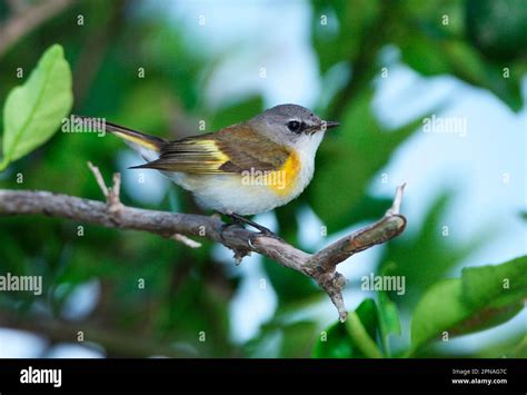 American Redstart Setophaga Ruticilla Adult Female Perched On Twig