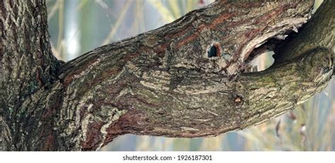 Best Elephant Genitals Royalty Free Images Stock Photos Pictures Shutterstock