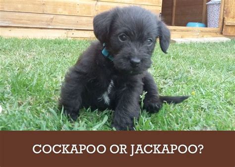 Cockapoo Or Jackapoo Facts Advice Which Breed Is For You