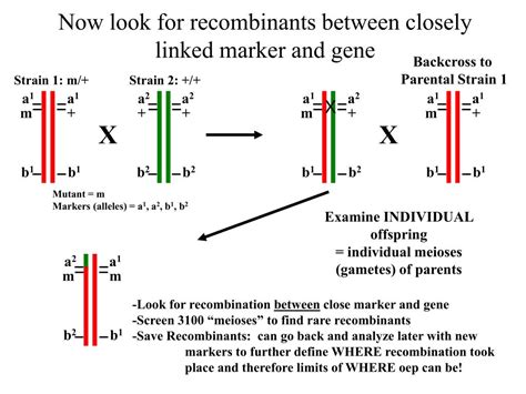 Ppt Forward Genetics Powerpoint Presentation Free Download Id 1887316