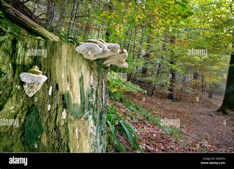 Trees In Different Seasons Stock Photo Alamy