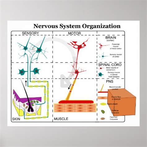 Diagram Of Basic Nervous System Functions Poster Zazzle