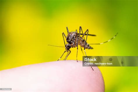 뇌염 황열병 말라리아 질병 또는 지카 바이러스 감염 Culex 모기 기생충 곤충 매크로 노란색 배경에 뎅기열에 대한 스톡 사진 및 기타 이미지 Istock