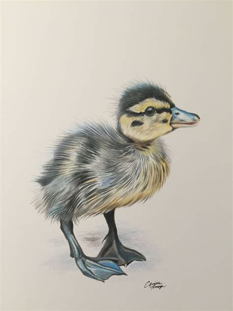 Duckling Drawings